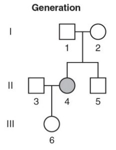 AP Biology : 5.3 Mendelian Genetics- Exam Style questions with Answer- FRQ