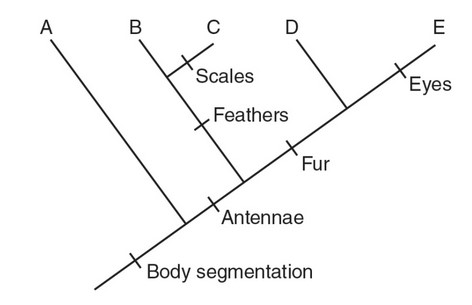 AP Biology : 7.9 Phylogeny - Exam Style questions with Answer- FRQ
