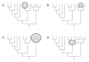 IB DP Biology- A3.2 Classification and cladistics -FA 2025- IB Style ...