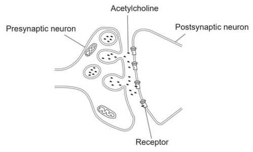 IB DP Biology-C2.2 Neural signaling -FA 2025- IB Style Questions For HL ...