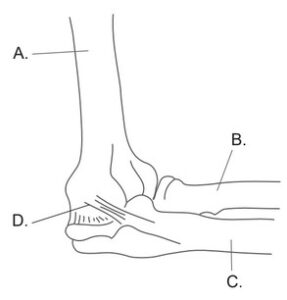 IB DP Biology-B3.3 Muscle and motility -FA 2025- IB Style Questions For ...