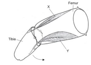 IB DP Biology- B3.3 Muscle and motility -FA 2025- IB Style Questions ...