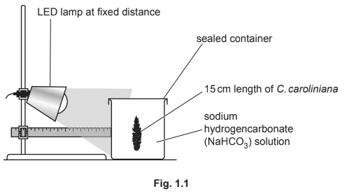 A level Biology 13.1 Photosynthesis as an energy transfer process ...