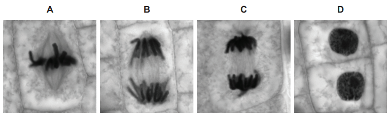 A level Biology 5.1 Replication and division of nuclei and cells - Exam ...