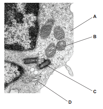 A level Biology 1.2 Cells as the basic units of living organisms - Exam ...