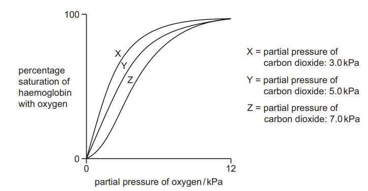 A level Biology 8.2 Transport of oxygen and carbon dioxide - Exam style ...