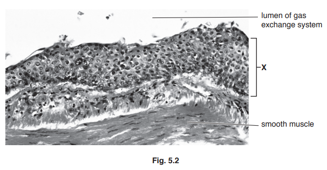 A level Biology 9.1 The gas exchange system - Exam style question - Paper 2