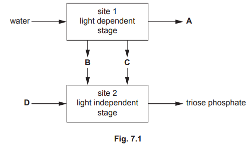 A level Biology 13.1 Photosynthesis as an energy transfer process ...