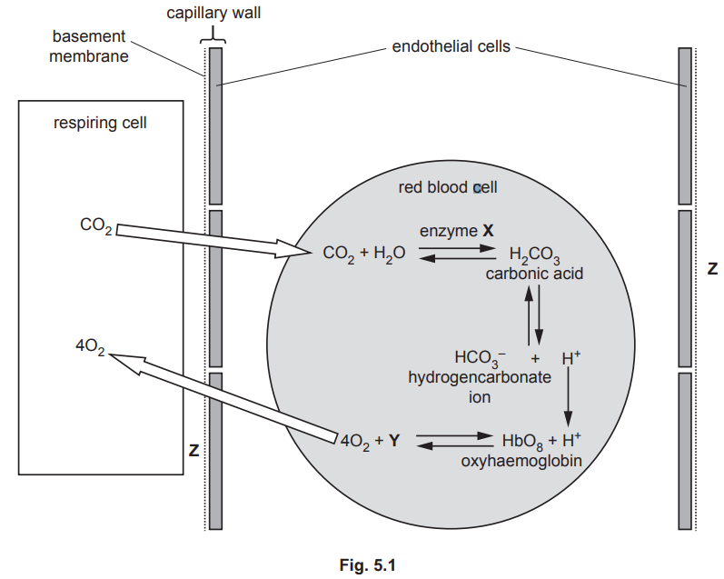 A level Biology 9.1 The gas exchange system - Exam style question - Paper 2