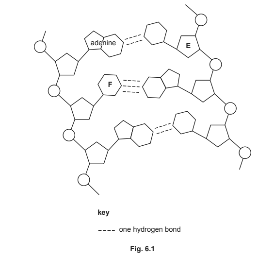 A level Biology 6.1 Structure of nucleic acids and replication of DNA ...