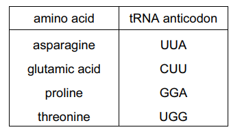 A level Biology 6.2 Protein synthesis - Exam style question - Paper 1