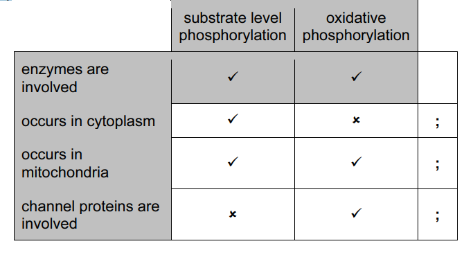 A level Biology 12.2 Respiration - Exam style question - Paper 4