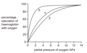 A level Biology 8.2 Transport of oxygen and carbon dioxide - Exam style ...