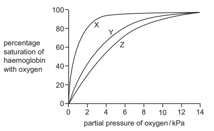 A level Biology 8.2 Transport of oxygen and carbon dioxide - Exam style ...