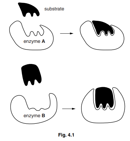 A level Biology 3.1 Mode of action of enzymes - Exam style question ...
