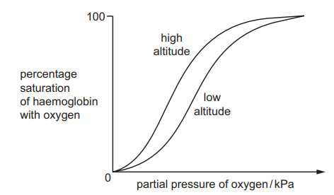A level Biology 8.2 Transport of oxygen and carbon dioxide - Exam style ...