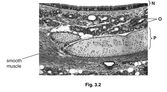 A level Biology 9.1 The gas exchange system - Exam style question - Paper 2