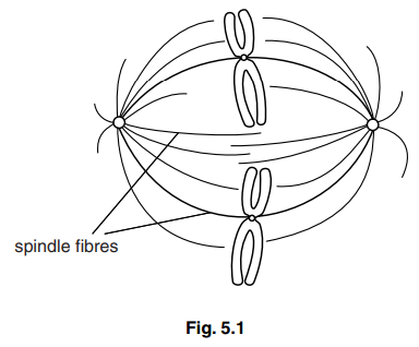 A level Biology 5.1 Replication and division of nuclei and cells - Exam ...