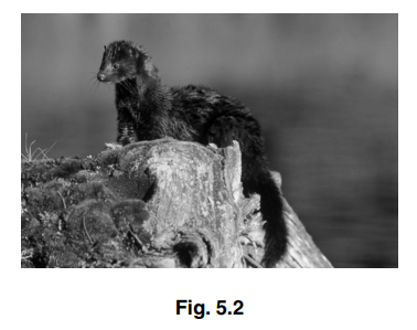 A level Biology 18.1 Classification - Exam style question - Paper 4