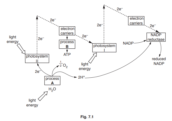 A level Biology 13.1 Photosynthesis as an energy transfer process ...