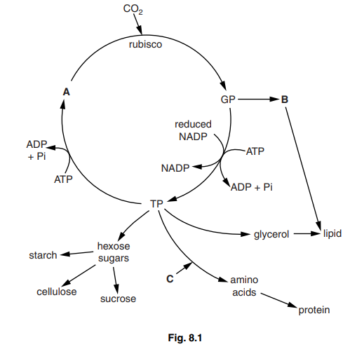 A level Biology 13.1 Photosynthesis as an energy transfer process ...