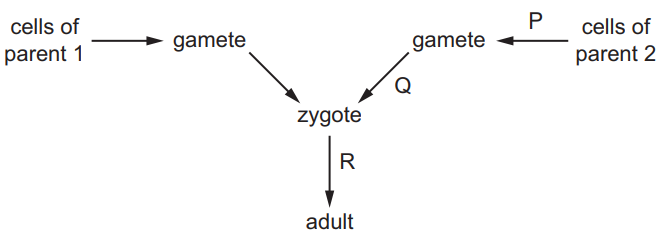 A level Biology 5.1 Replication and division of nuclei and cells - Exam ...