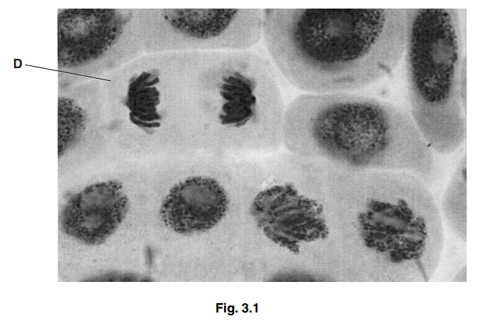 A level Biology 5.1 Replication and division of nuclei and cells - Exam ...