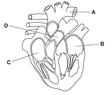 A level Biology 8.3 The heart - Exam style question - Paper 1