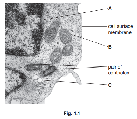 A level Biology 1.2 Cells as the basic units of living organisms - Exam ...