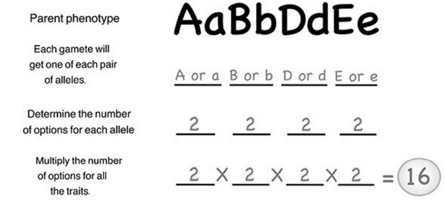 AP Biology : 5.3 Mendelian Genetics- Exam Style questions with Answer- FRQ