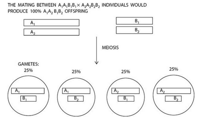 AP Biology : 7.5 Hardy-Weinberg Equilibrium - Exam Style questions with ...
