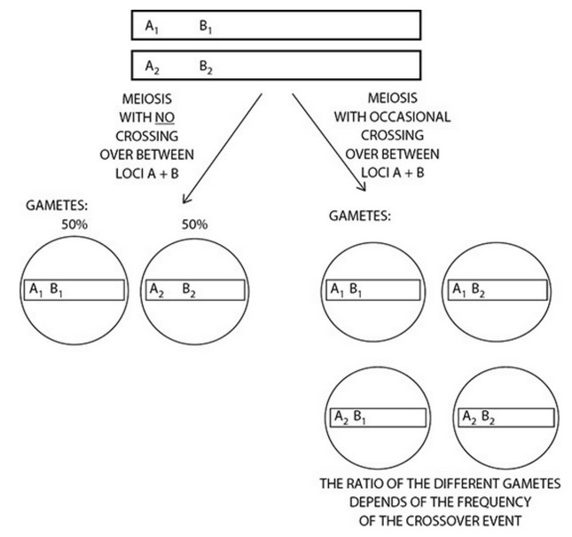 AP Biology : 7.5 Hardy-Weinberg Equilibrium - Exam Style questions with ...