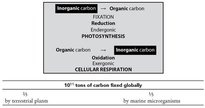 AP Biology : 3.5 Photosynthesis - Exam Style questions with Answer- MCQ