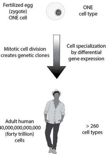AP Biology : 6.6 Gene Expression and Cell Specialization - Exam Style ...