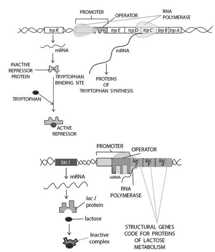 AP Biology : 6.5 Regulation of Gene Expression - Exam Style questions ...