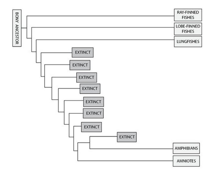 AP Biology : 7.9 Phylogeny - Exam Style questions with Answer- FRQ