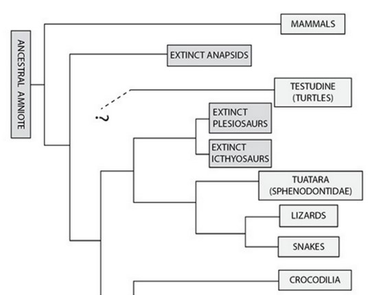 AP Biology : 7.9 Phylogeny - Exam Style questions with Answer- FRQ