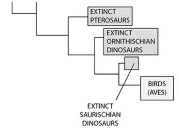 AP Biology : 7.9 Phylogeny - Exam Style questions with Answer- FRQ