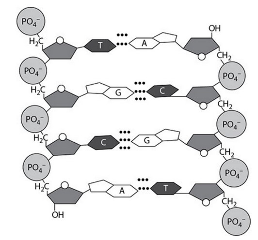 AP Biology : 6.1 DNA and RNA Structure - Exam Style questions with ...