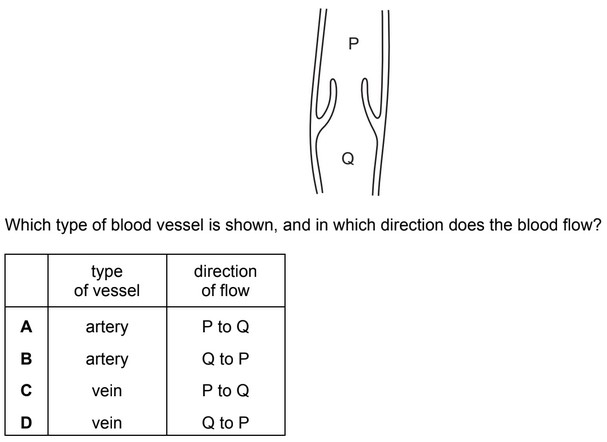 iGCSE Biology (0610)-9.3 Blood vessels - iGCSE Style Questions Paper 2