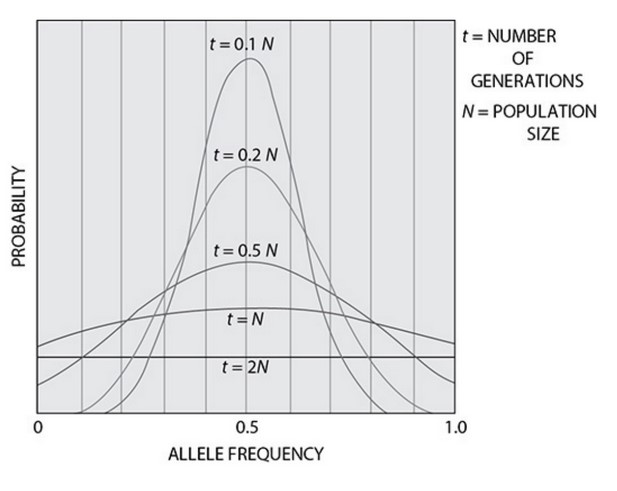 AP Biology : 7.4 Population Genetics - Exam Style questions with Answer ...