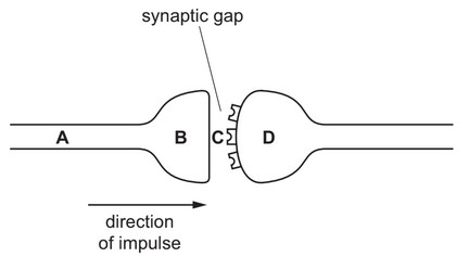 iGCSE Biology (0610)-14.1 Coordination and response - iGCSE Style ...