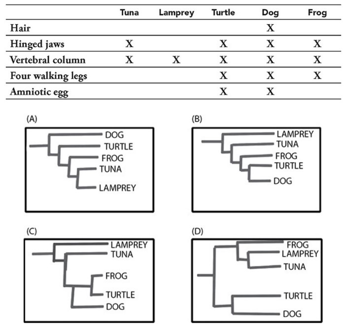 AP Biology : 7.9 Phylogeny - Exam Style questions with Answer- MCQ