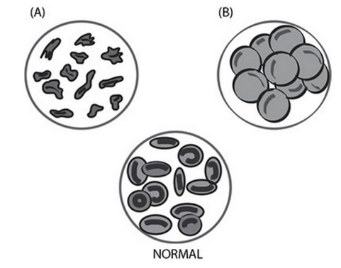 AP Biology : 2.8 Tonicity and Osmoregulation - Exam Style questions ...