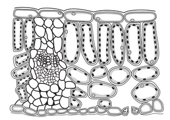 iGCSE Biology (0610) 2.2 Size of specimens iGCSE Style Questions Paper 2