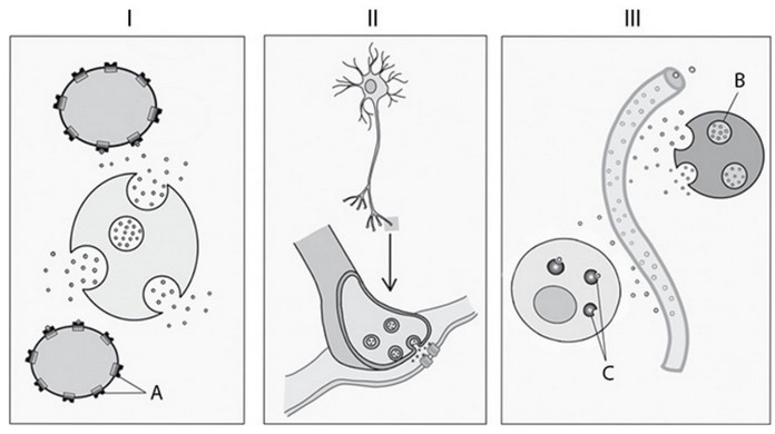 AP Biology : 4.2 Introduction to Signal Transduction - Exam Style ...