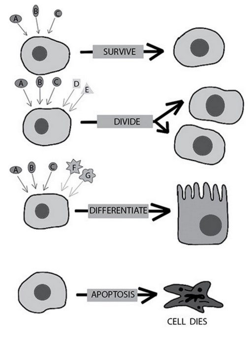 AP Biology : 4.1 Cell Communication - Exam Style questions with Answer- MCQ