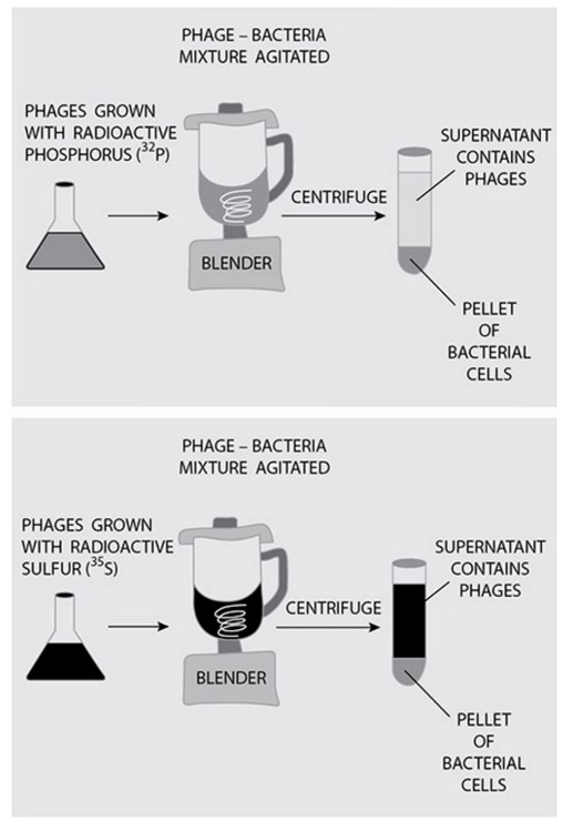 AP Biology : 6.8 Biotechnology - Exam Style questions with Answer- MCQ