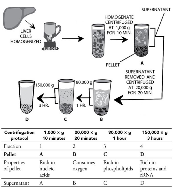 AP Biology : 2.1 Cell Structure: Subcellular Components - Exam Style ...