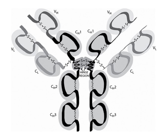 AP Biology : 6.7 Mutations - Exam Style questions with Answer- MCQ